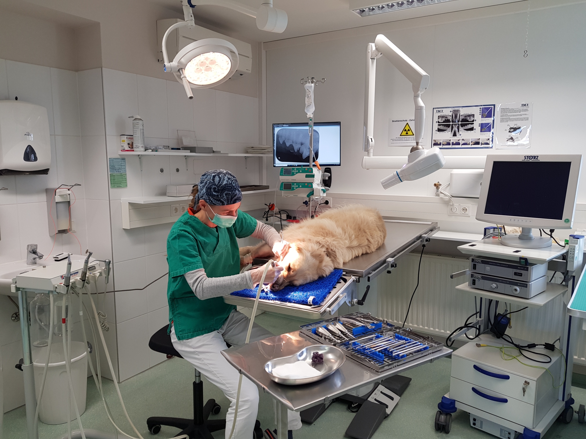 Fabelhafte Tierzahnarzt In Der Nhe Ebenbild